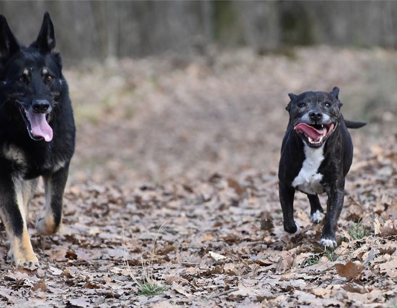 Alexa Capra | Dogs and More - Il buon pastore